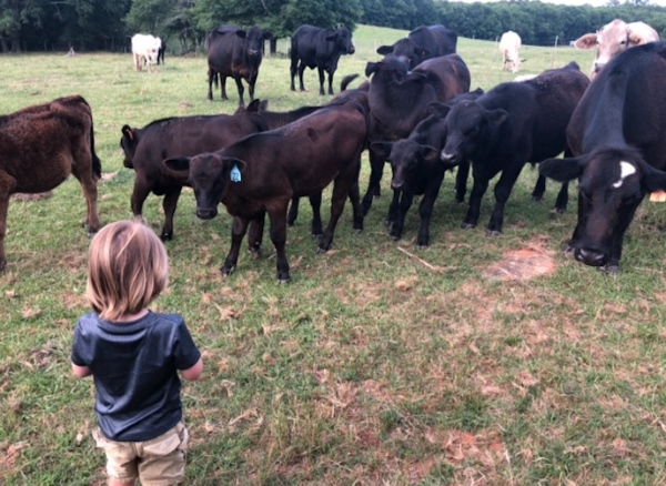 Boggs Cattle Farm - Quality Local Beef