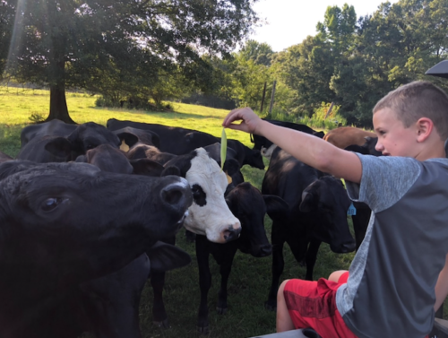 Boggs Cattle Farm - Quality Local Beef