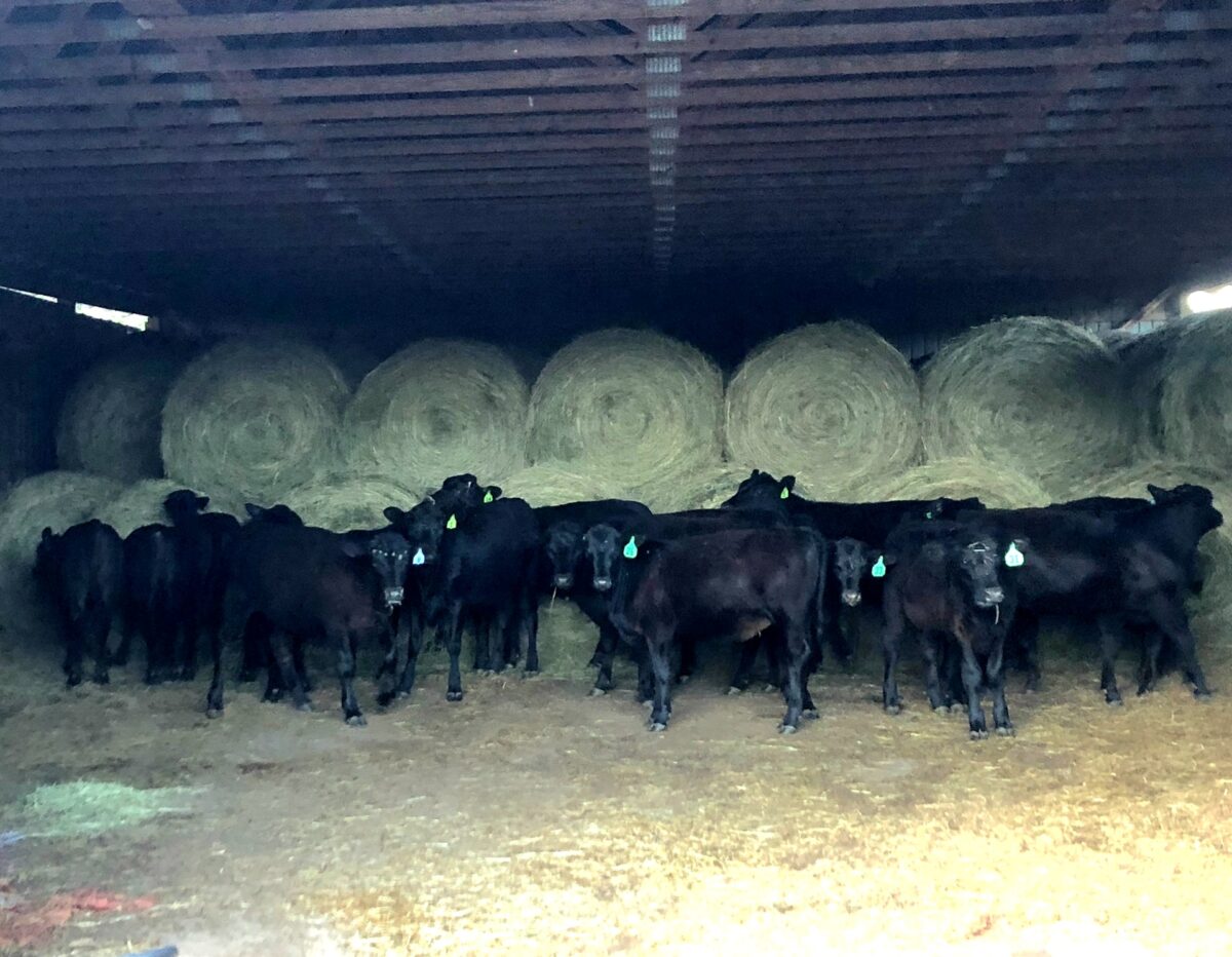 Boggs Cattle Farm - Quality Local Beef