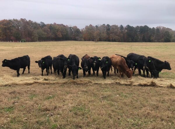 Boggs Cattle Farm - Quality Local Beef